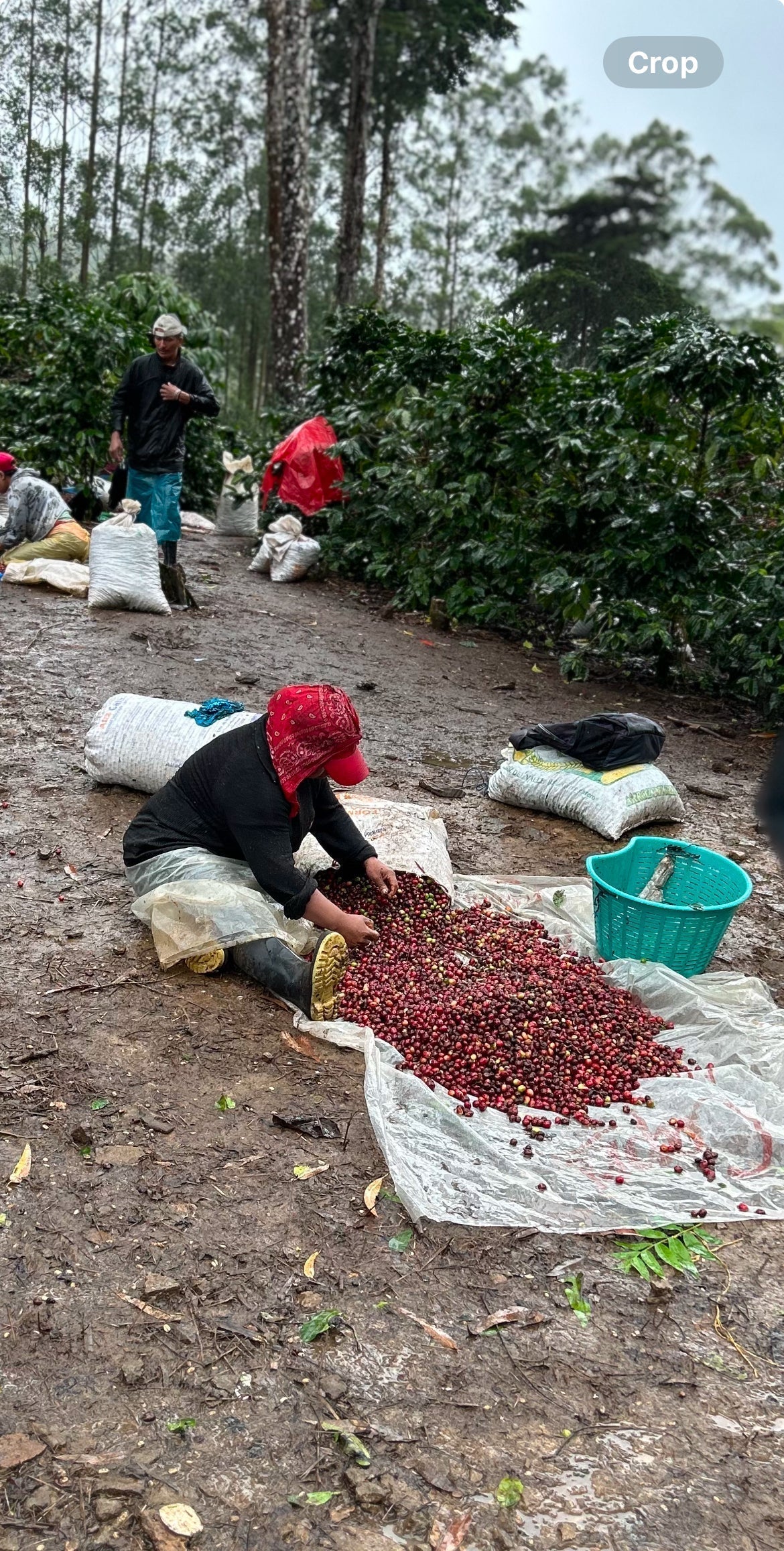 The Mighty Coffee Bean | El Quetzal Coffee Co.