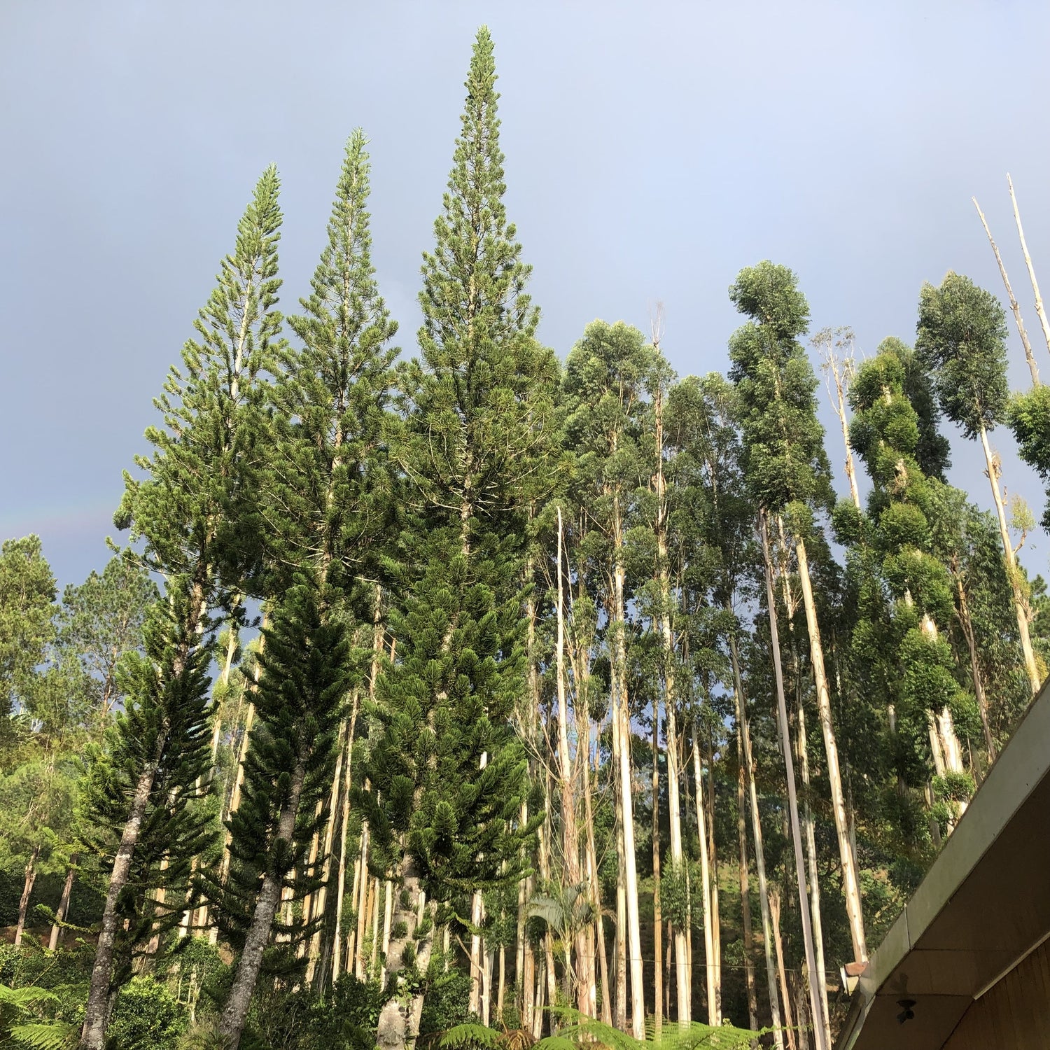 Laurina Coffee — Low-Caffeine Specialty Bean from Nicaragua | El Quetzal