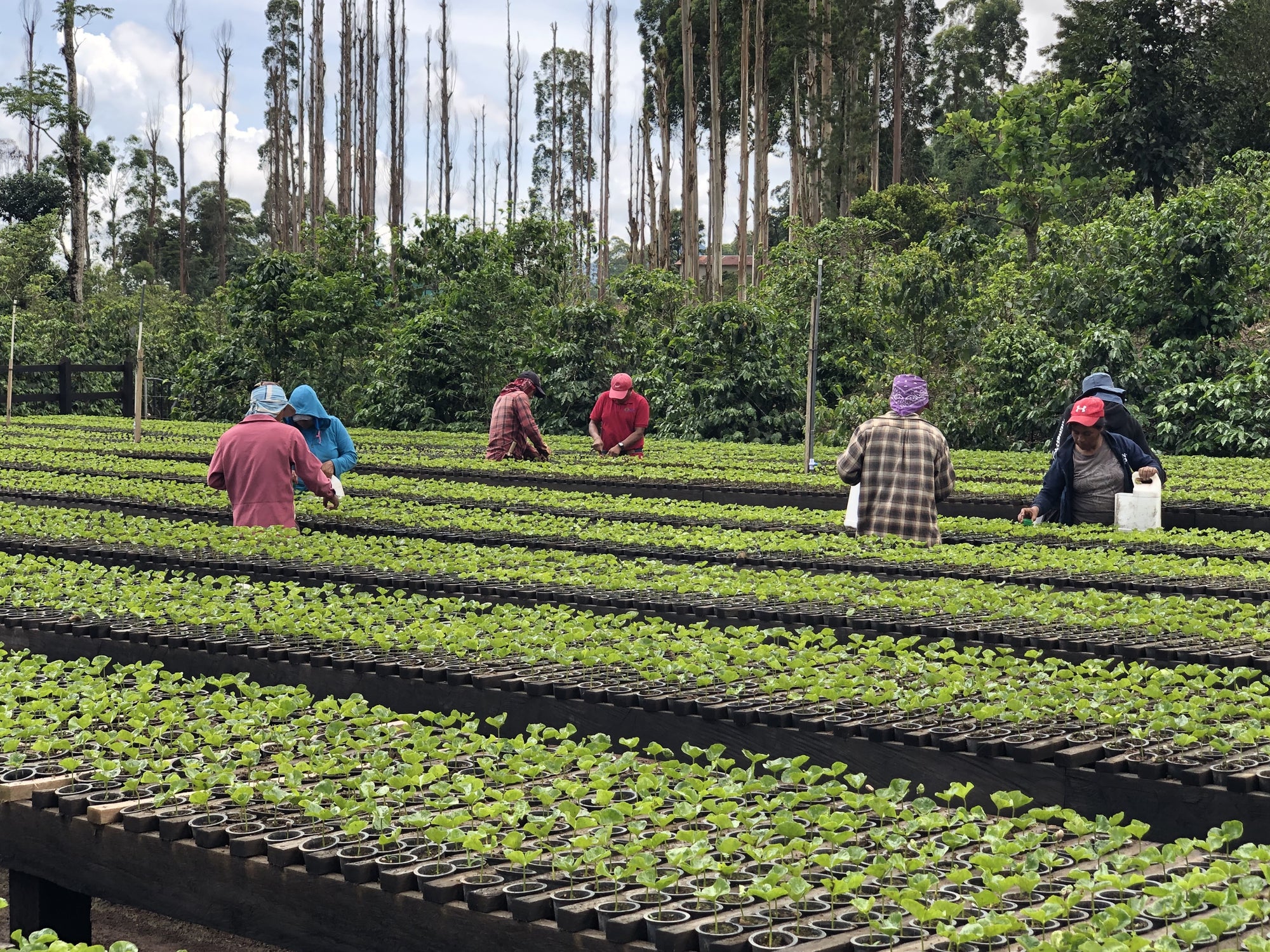 El Quetzal Coffee Co. | Nicaraguan Specialty Producers since 1947